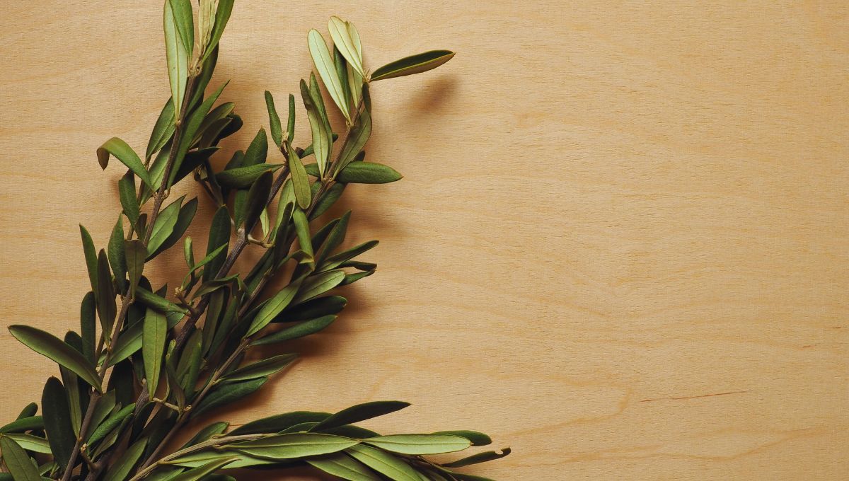 Semana Santa: qué significa colgar una rama de olivo en la puerta de ...