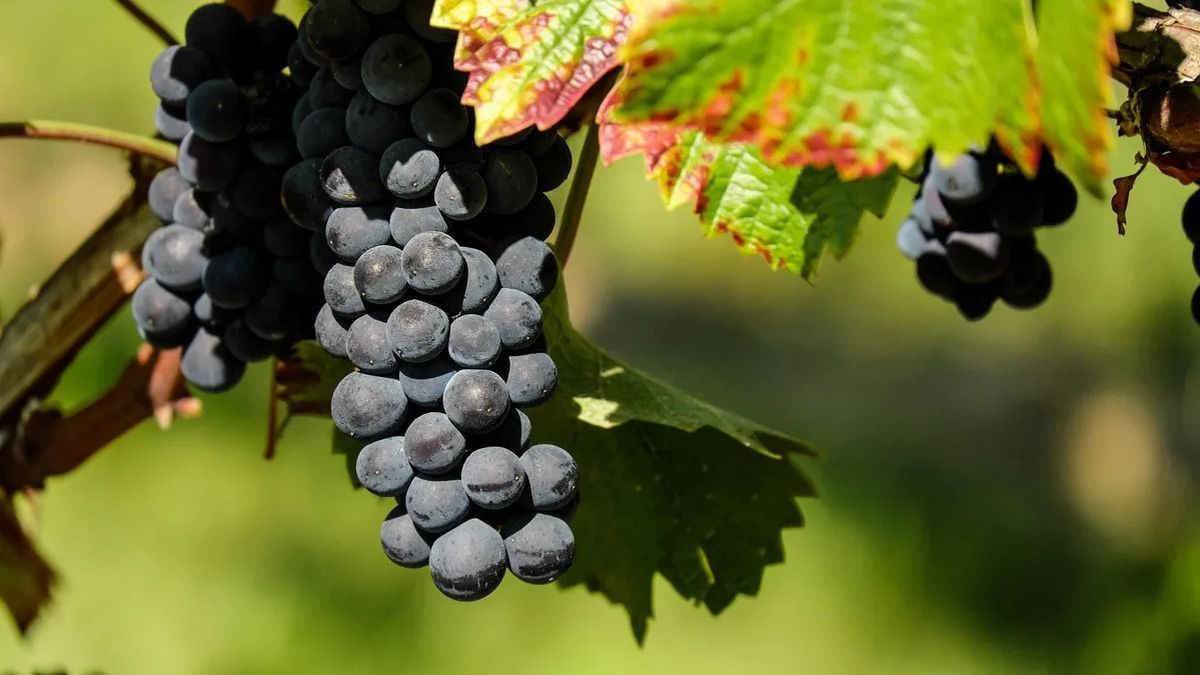El mayor exportador de uva del mundo es un país de América del Sur