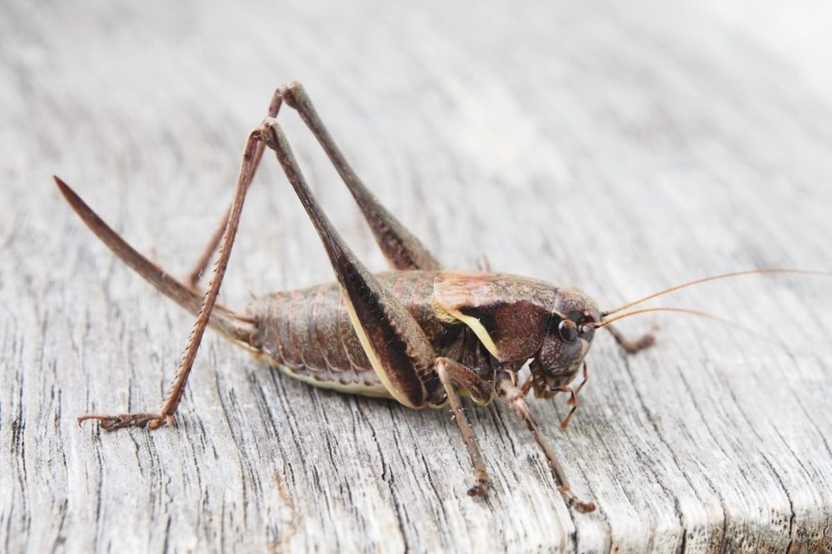 No les hagas daño: conoce el significado de que un grillo visite el ...