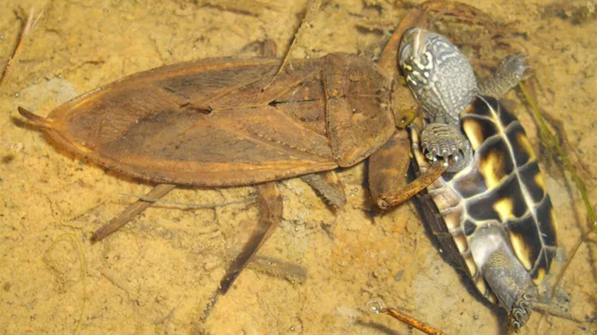 Invasión de cucarachas de agua en Misiones: qué son y por qué no hay ...