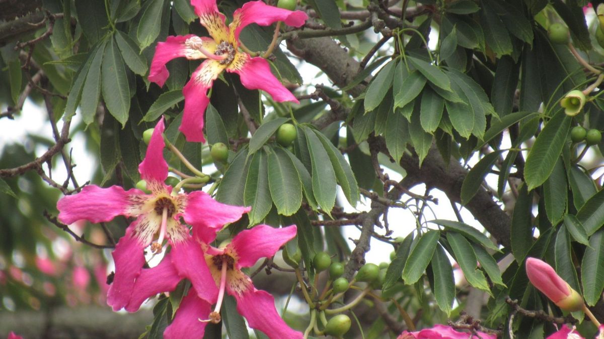 Problemas de plantas: ¿por qué mi palo borracho pierde tantas hojas?