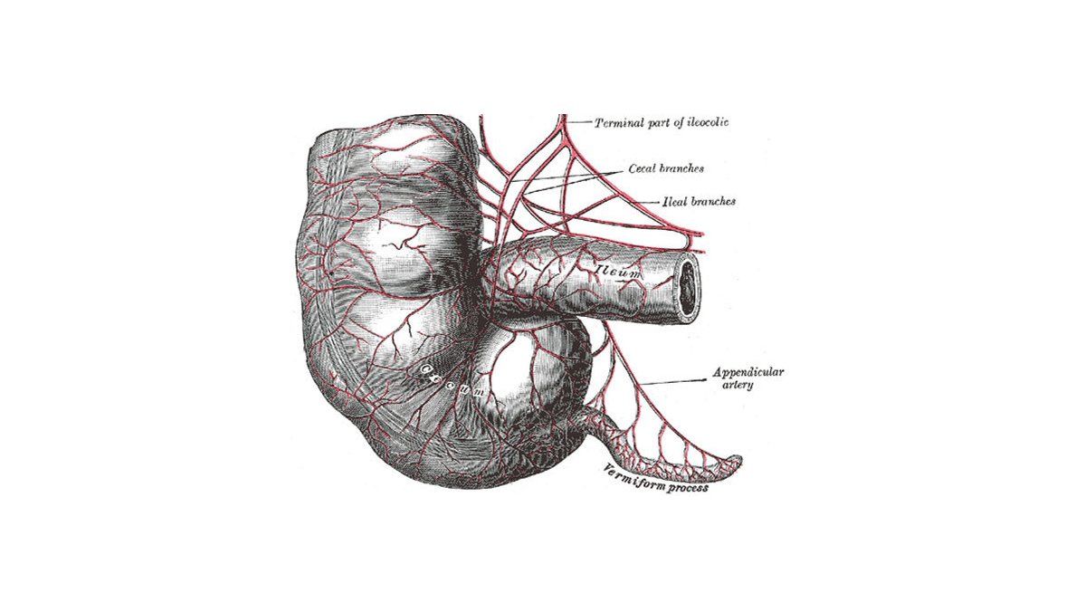¿Por qué tenemos el apéndice?