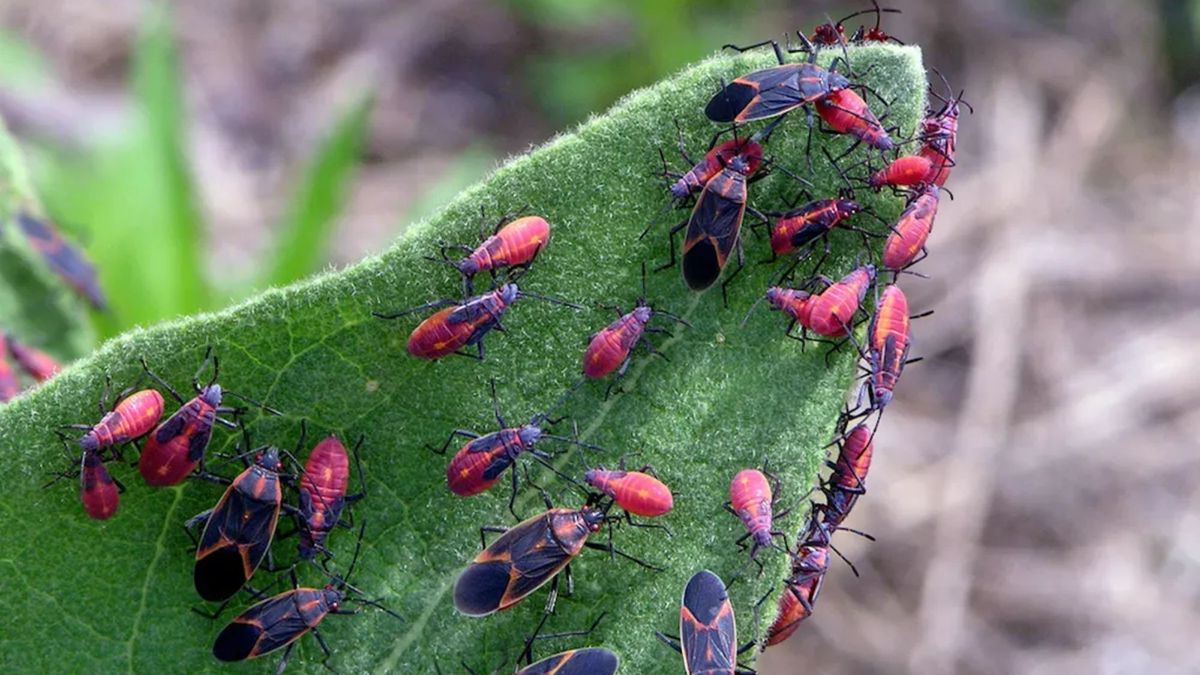Qué hacer si aparece una chinche roja en casa y qué significa la visita ...