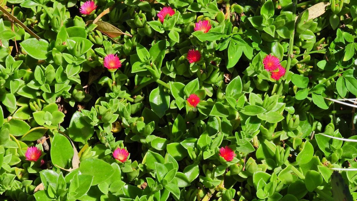 La planta rastrera que ornamenta el jardín y esconde un secreto único