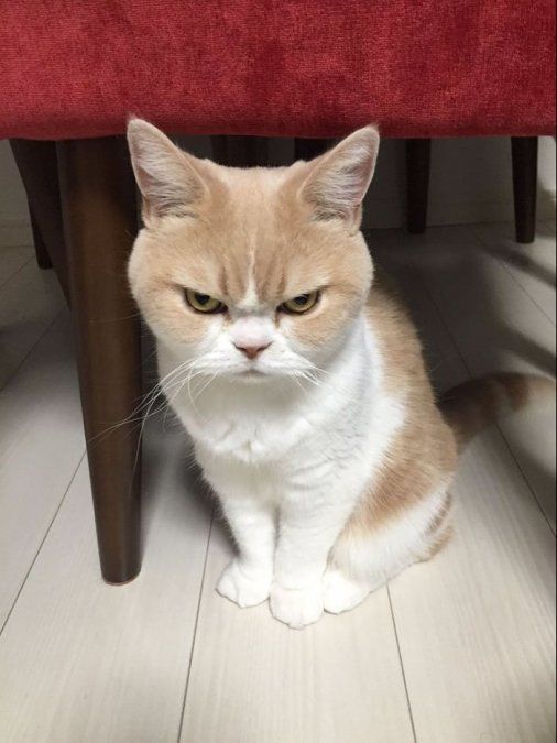 Viral: el gato más enojado que El Grumpy Cat