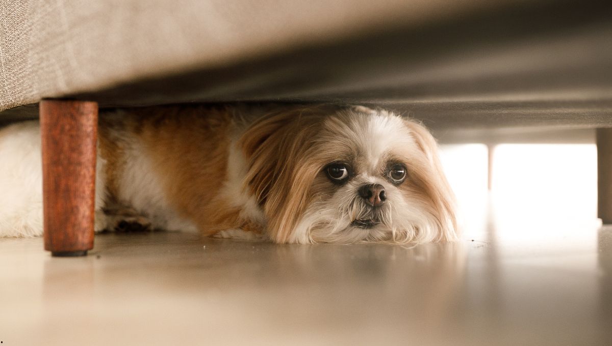 Qué hacer con un perro que le tiene miedo a la pirotecnia, según la ...