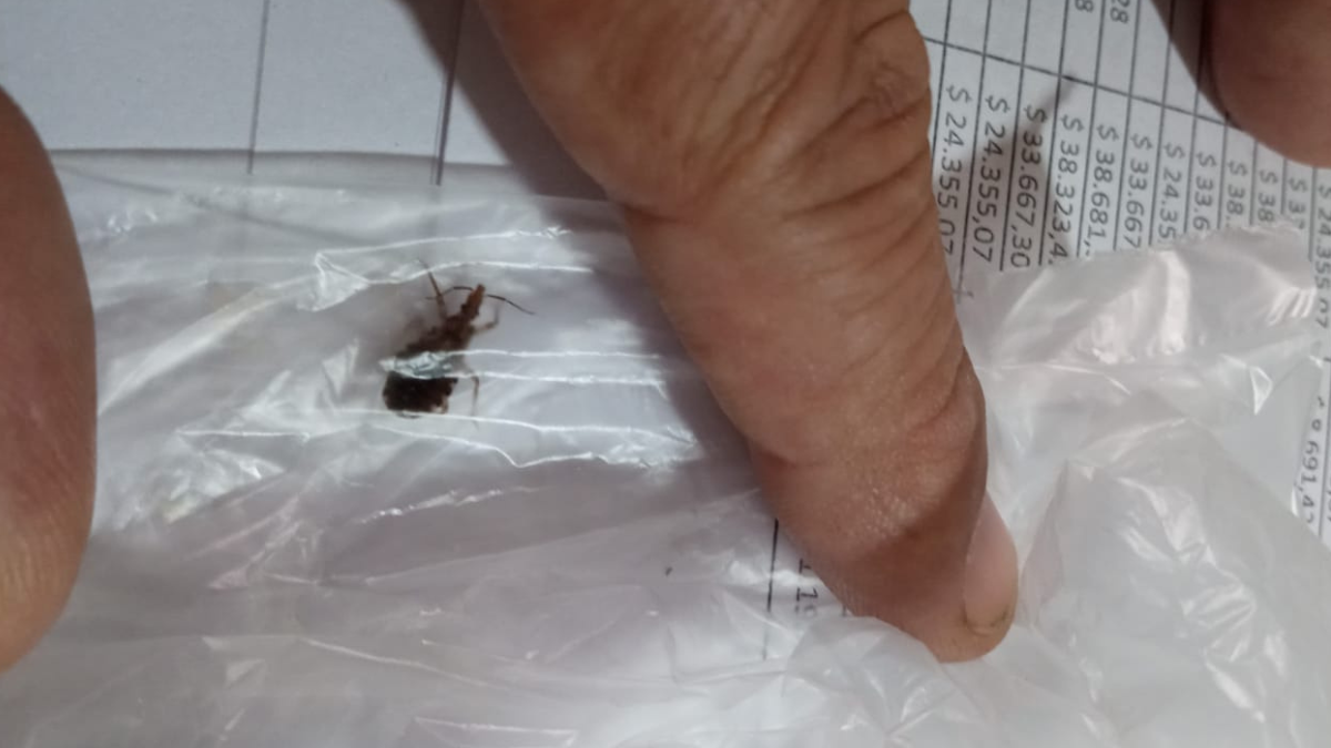 En el Día del Paciente de Chagas, el Gobierno alertó sobre la ...