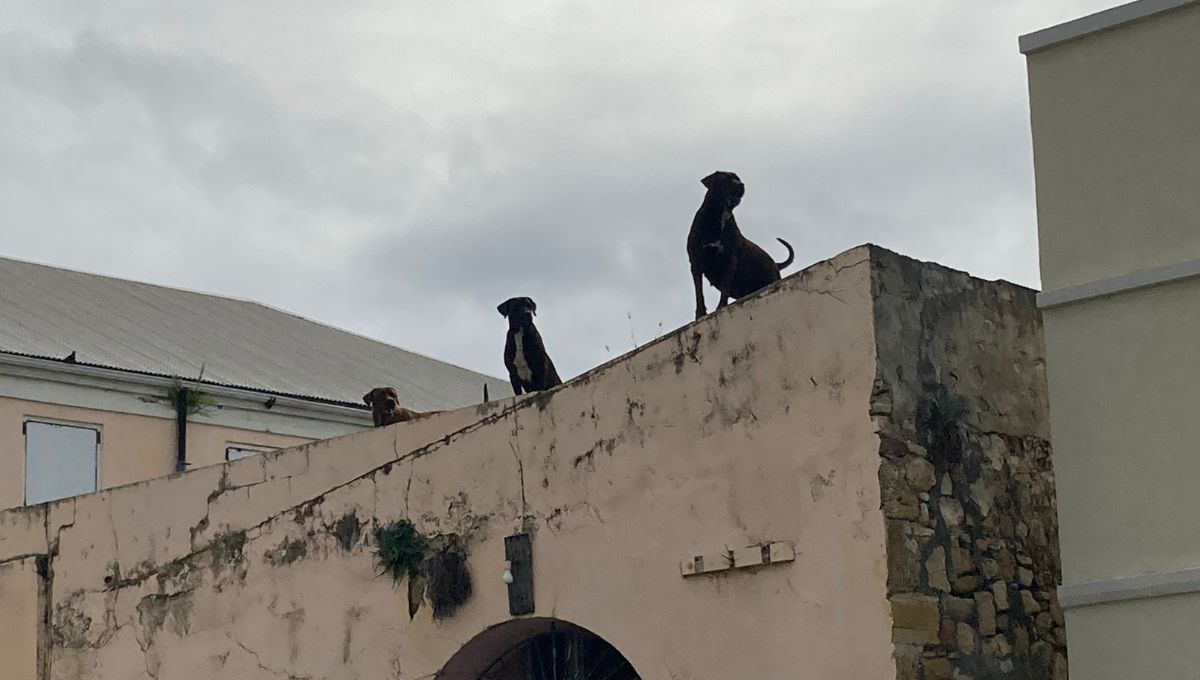 ¿De cuánto es la multa por dejar un perro en la azotea en la CDMX?