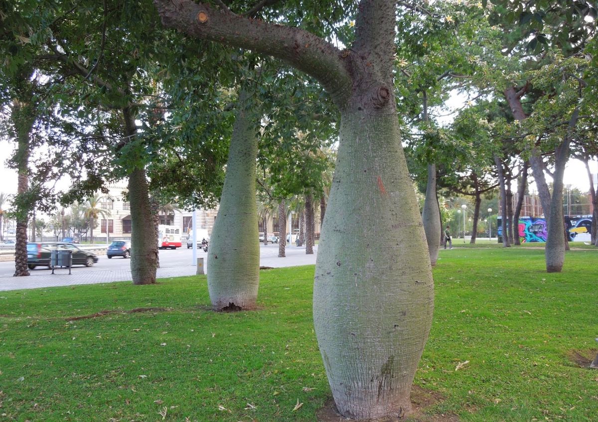 Problemas de plantas: ¿por qué mi palo borracho pierde tantas hojas?