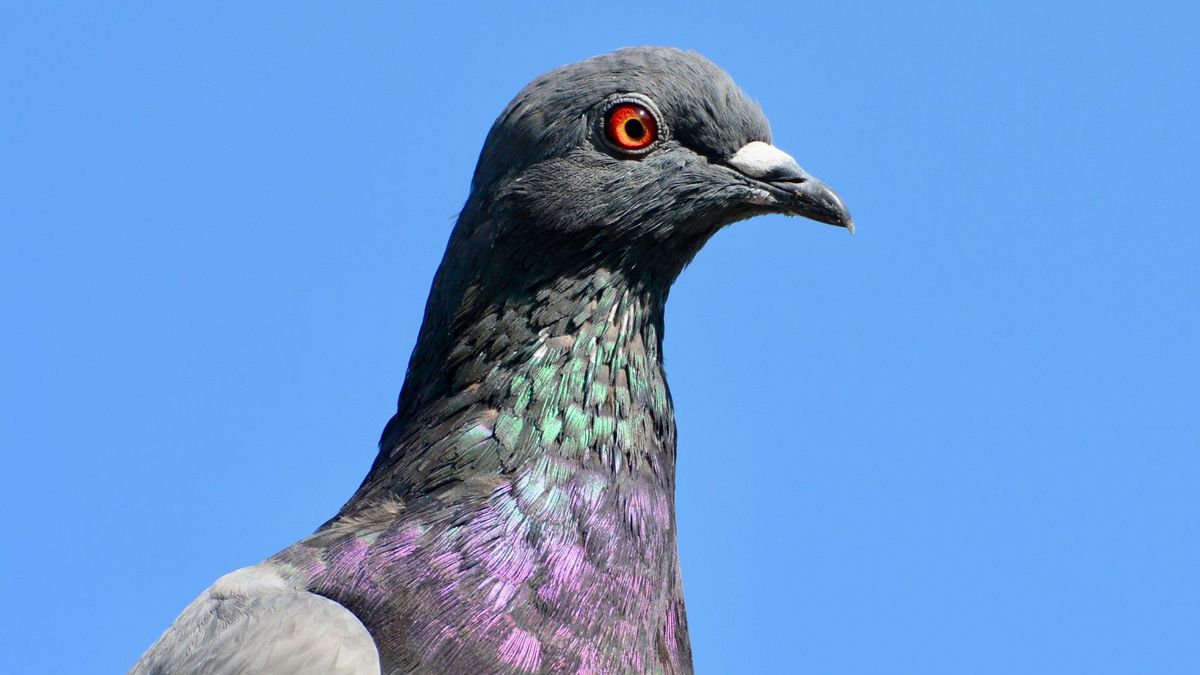 Qué hacer si aparecen muchas palomas en casa y qué significa la visita ...