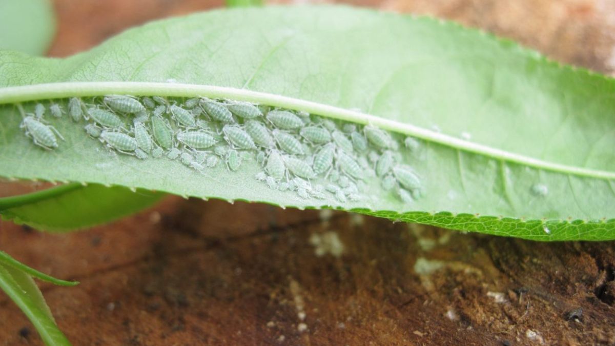Decile adiós al pulgón blanco de tus plantas usando 1 ingrediente de cocina