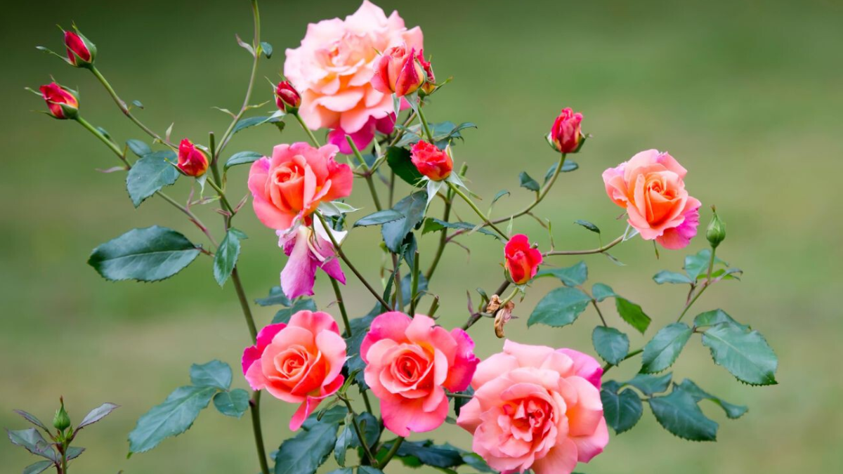 Toma nota de los mejores trucos para que florezcan tus rosales