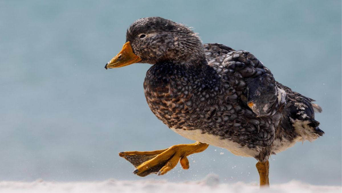 El pato que solo vive en las islas malvinas: la tierna razón por la que ...