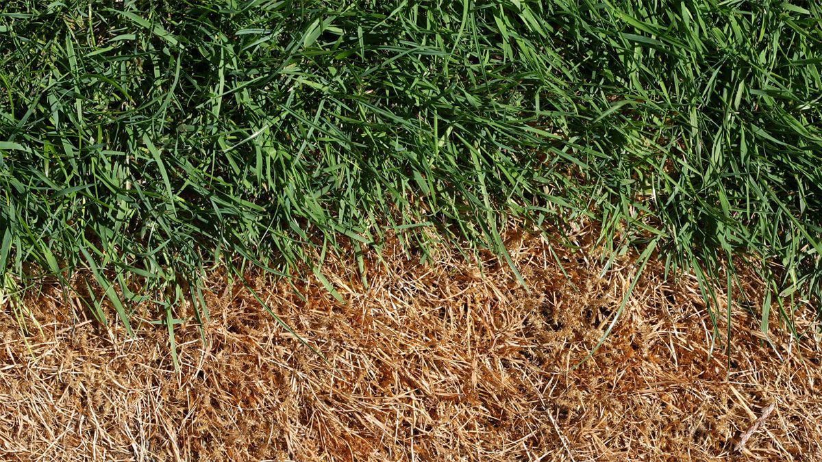 El truco casero para revivir el pasto amarillo del jardín y que se ...