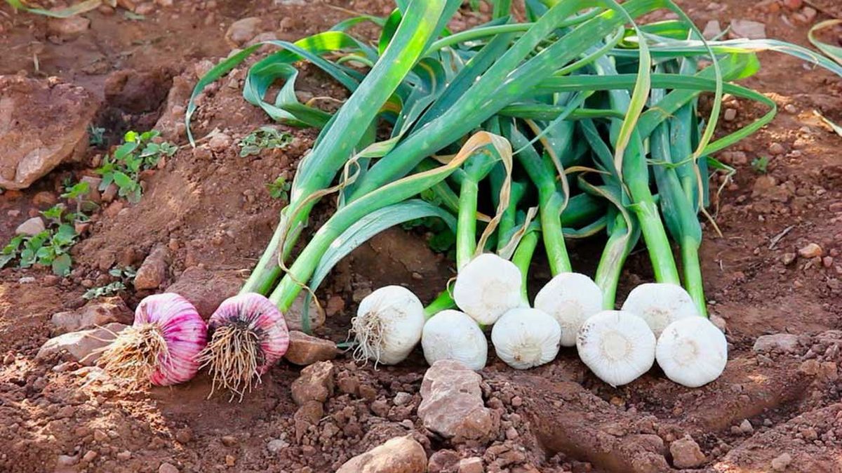 El sencillo truco casero que eliminará para siempre las plagas de tu huerta