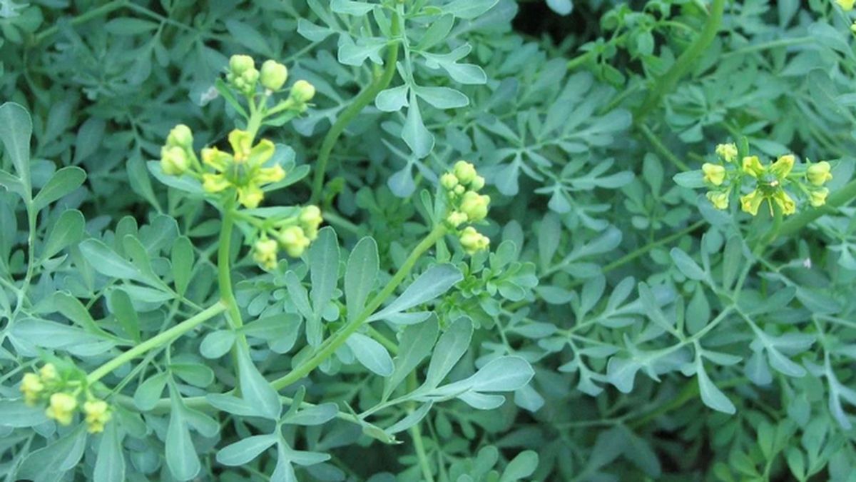 Qué significa tener una RUDA a la derecha de tu casa