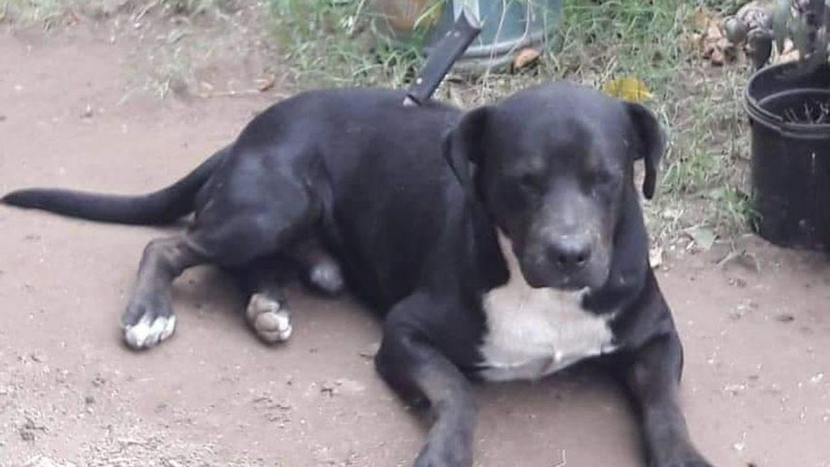 Un perrito salió a pasear y volvió con un cuchillo clavado