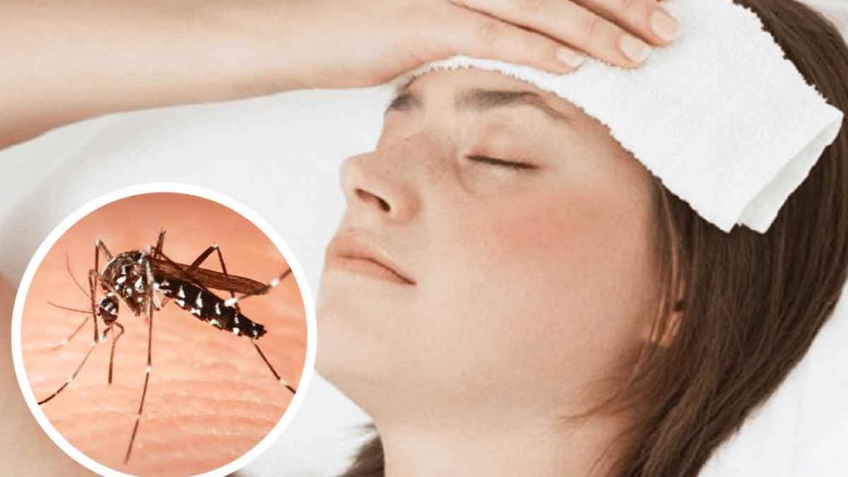 DENGUE: cuáles son los SÍNTOMAS, cómo prevenirlo y evitar las PICADURAS de mosquitos