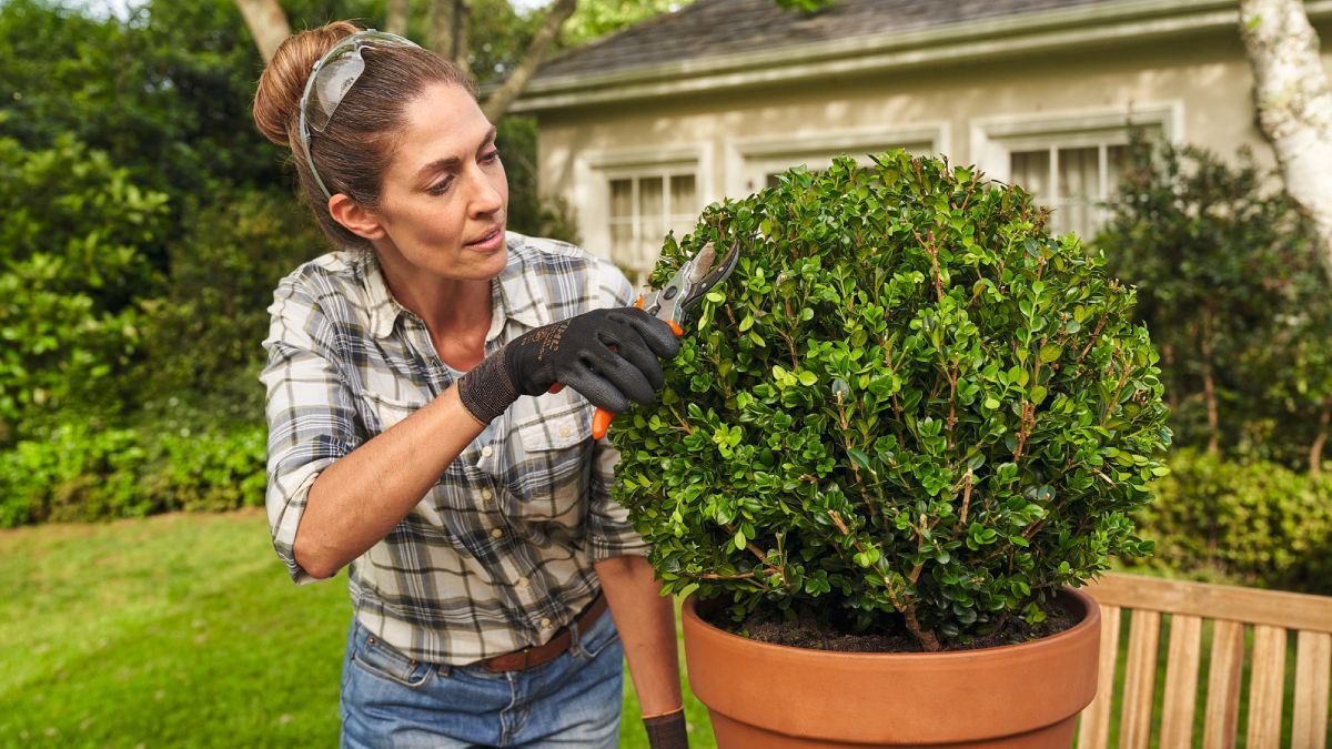 Respira profundo para saber el truco de cómo cultivar un arbusto de boj ...
