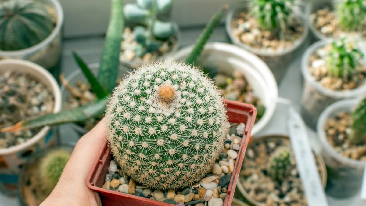 Feng Shui: dónde poner el cactus para atraer abundancia