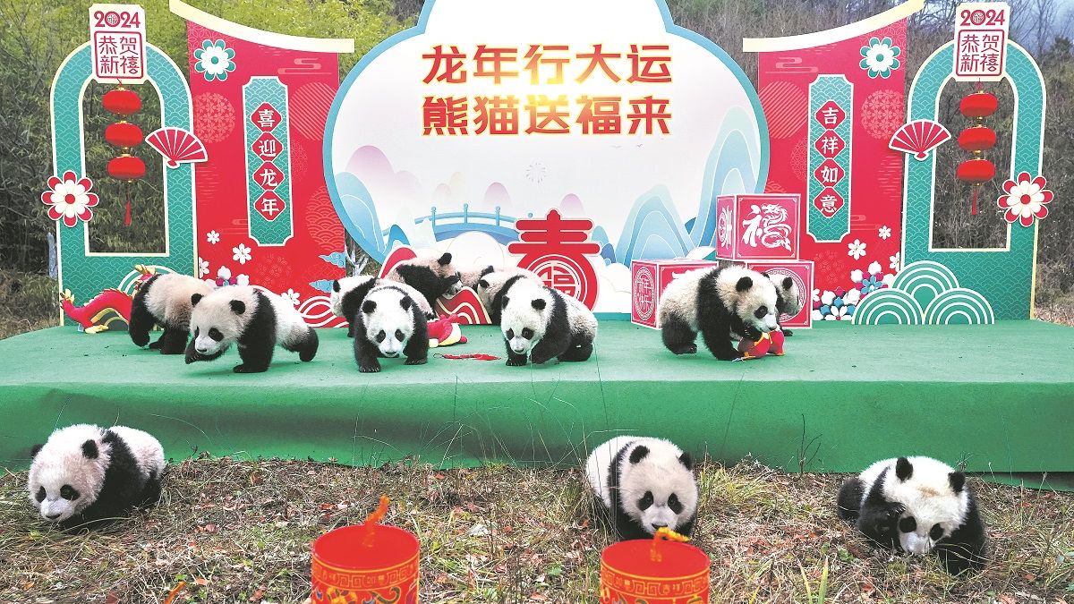 La cantidad de pandas salvajes aumenta a casi 1.900