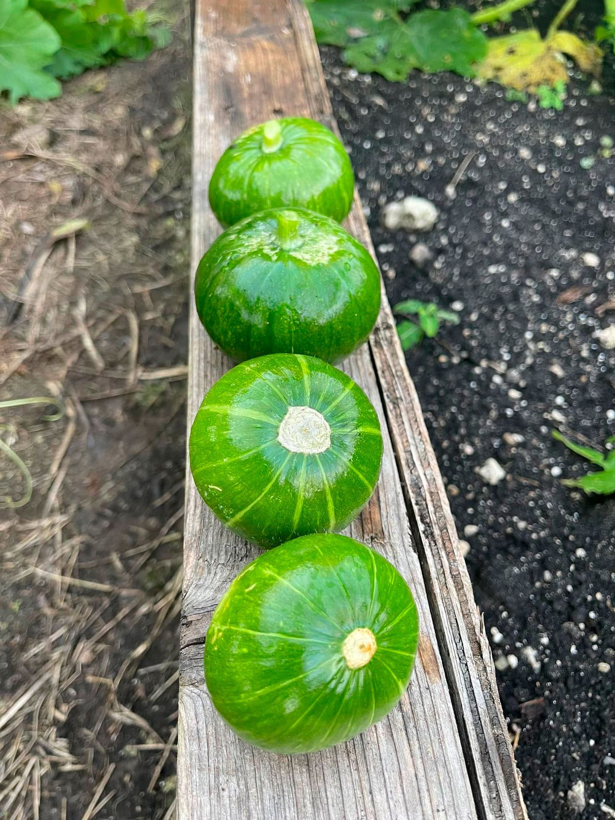 Beneficios de comer zapallito redondo