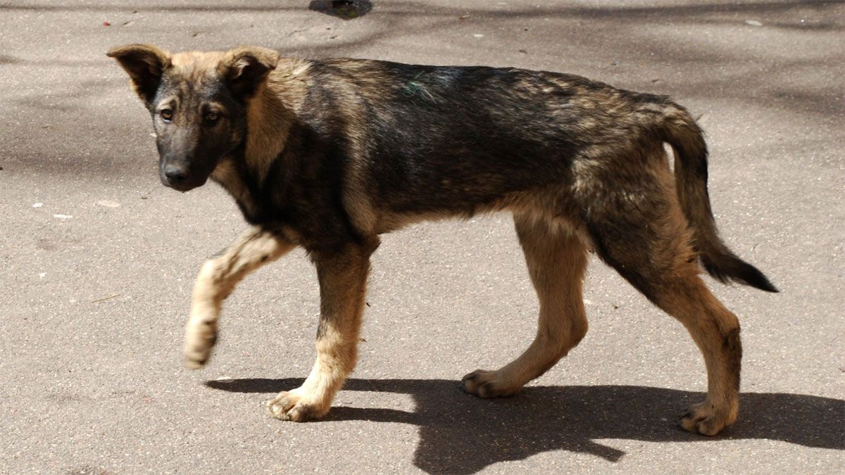 Respira profundo al saber por qué se le llama Firulais al perro