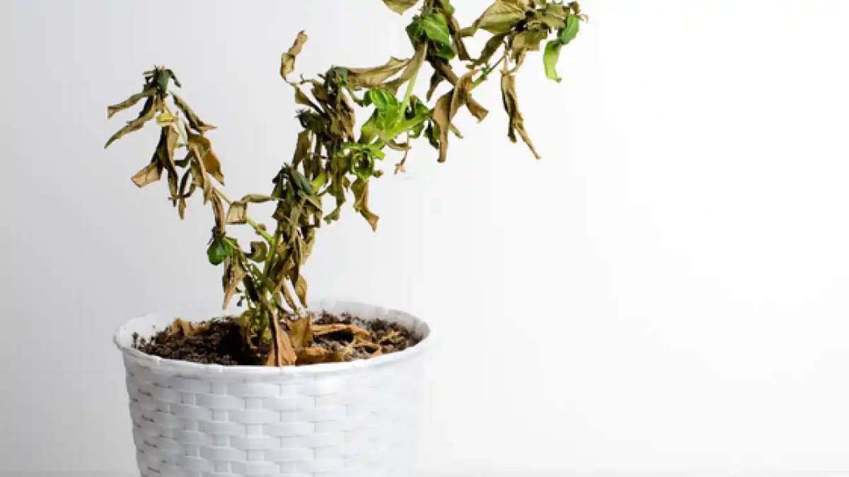 Por qué se secan y marchitan las hojas de las plantas, según el Feng Shui