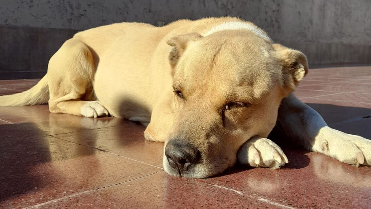 Una camioneta de Guaymallén atropelló a un perro, escapó y todo quedó ...