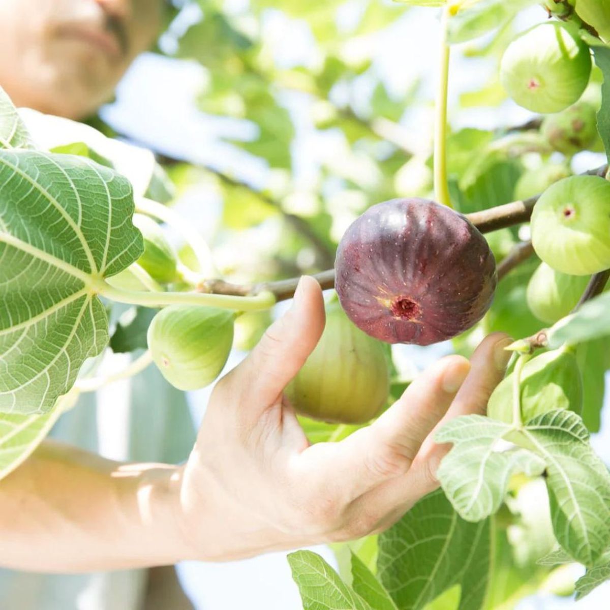 Cómo conseguir una buena cosecha de higos