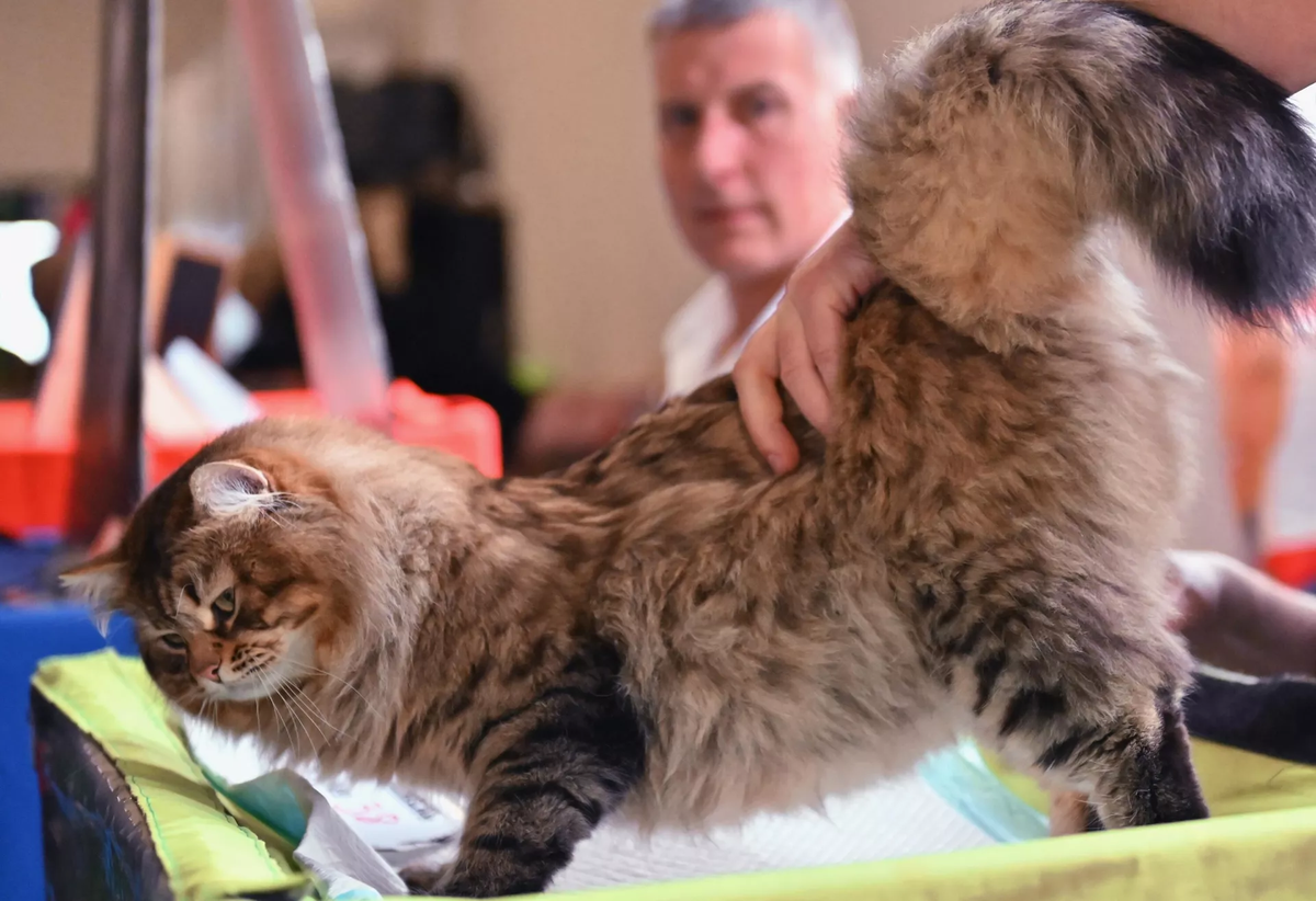 Adiós a los pericotes: la raza de gato que es ideal para eliminarlos de ...