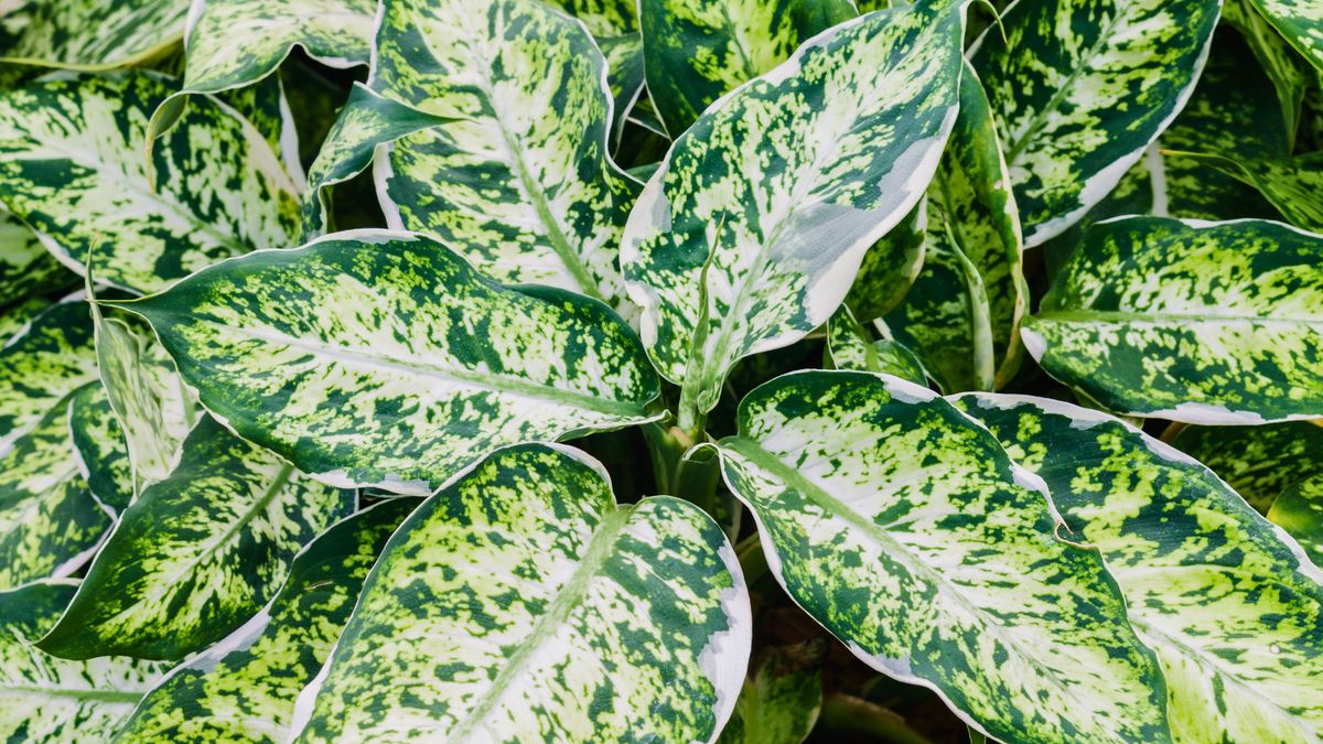 Los 6 tipos de potus perfectos para la casa: una planta hermosa ...