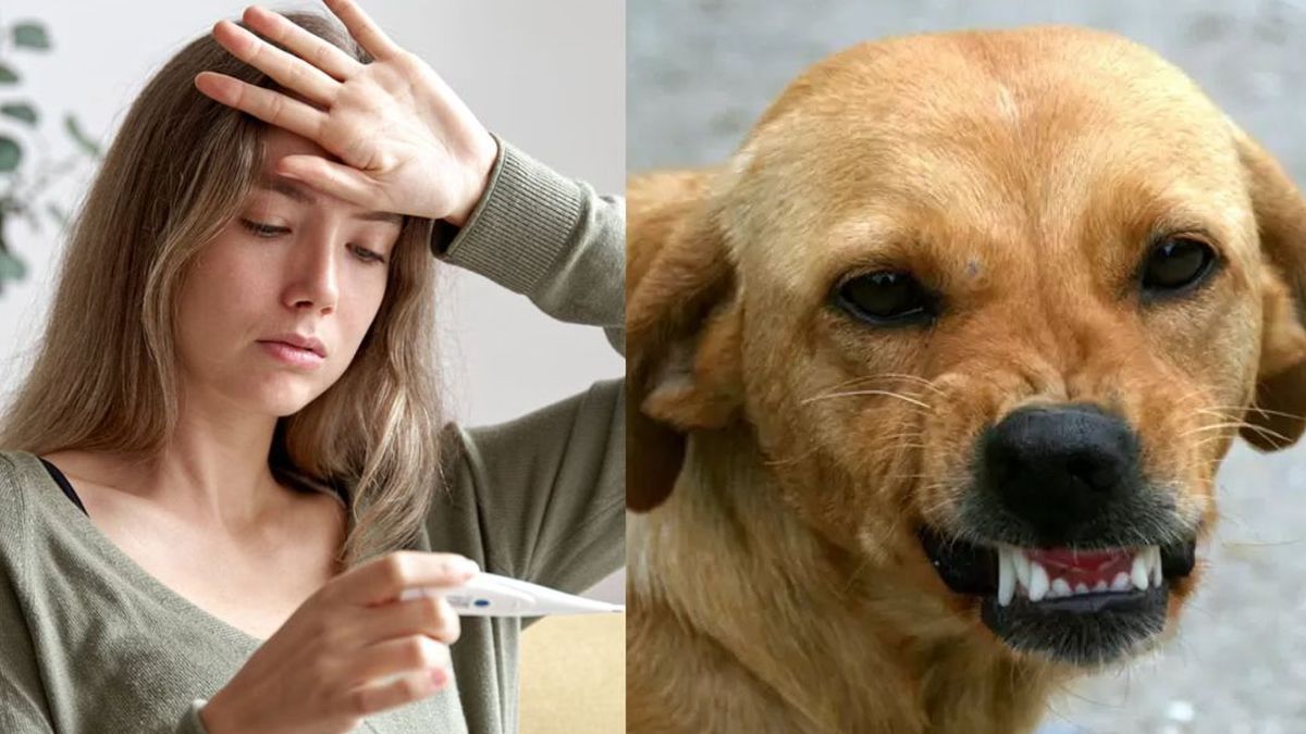 Qué ocurre si una persona se infecta con rabia: estos son los síntomas