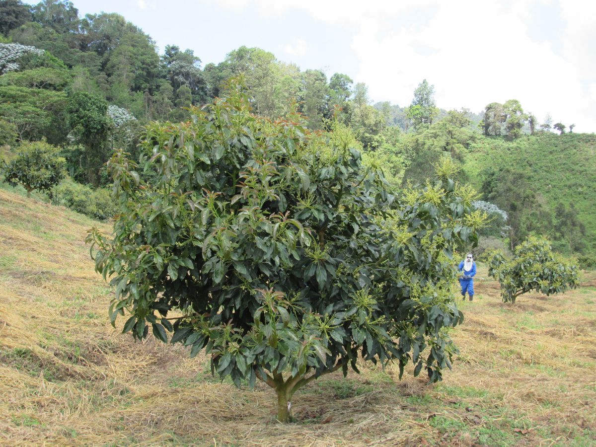 El truco casero para que el árbol de aguacate de frutos grandes y cremosos