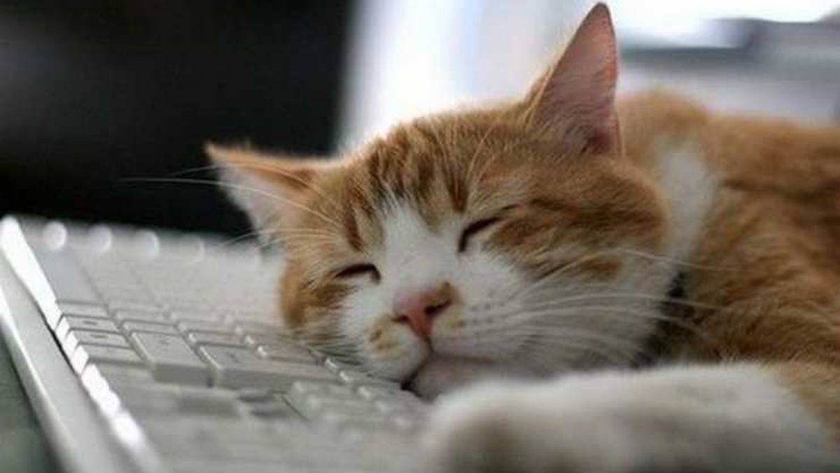 Por qué a tu gato le gusta sentarse sobre tu computadora