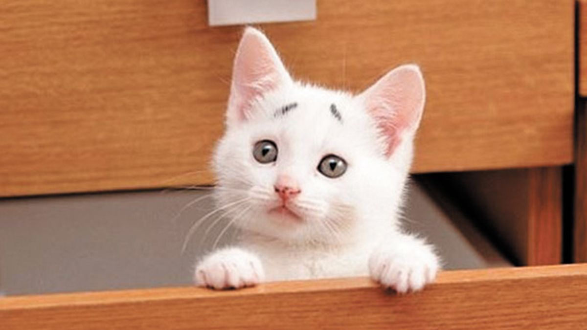 El gato con cejas arrasa en las redes