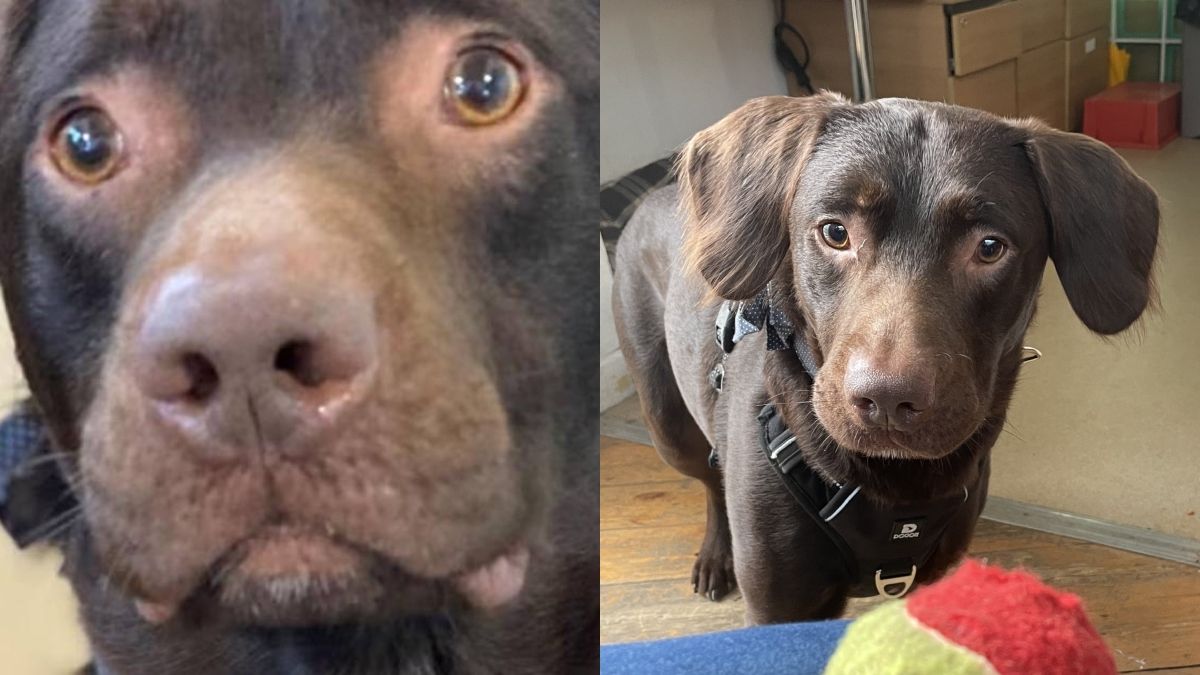 Conmoción por Coco, el primer perro tratado por alcoholismo