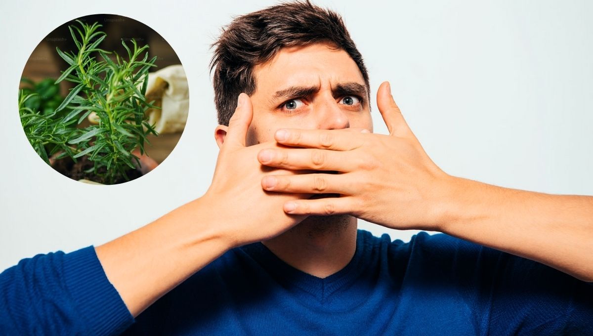 Cómo usar la planta de romero para combatir el mal aliento de manera natural y económica