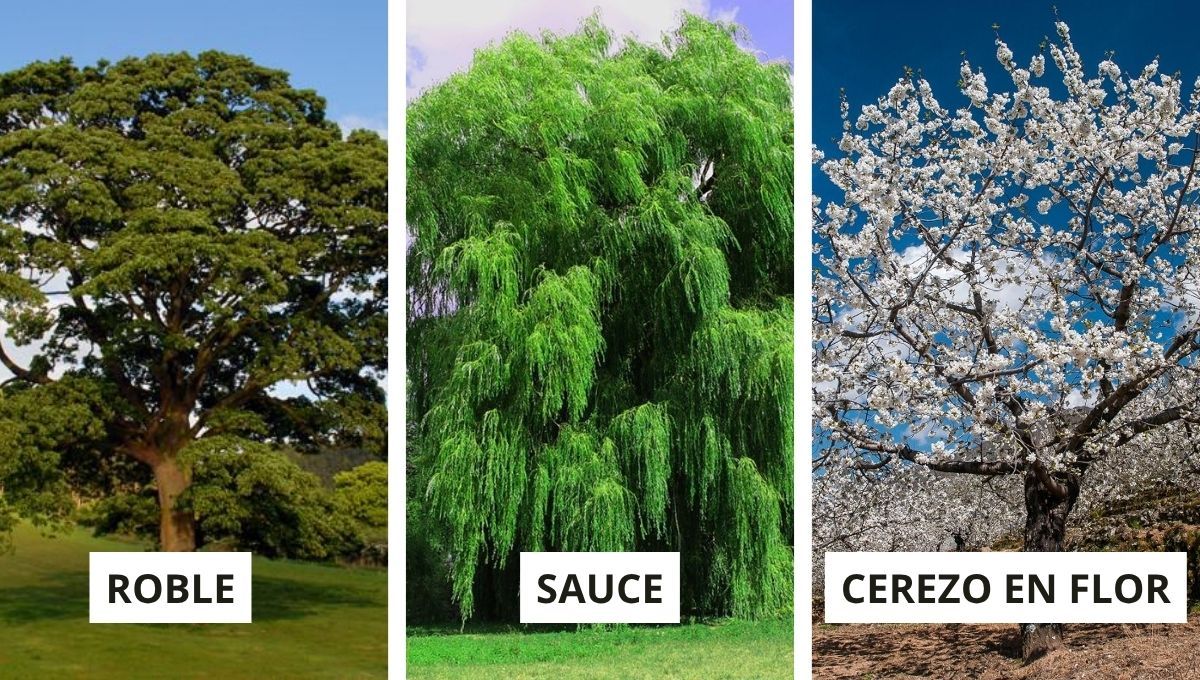 Test de personalidad: elige un árbol y descubre cómo es tu forma de vida