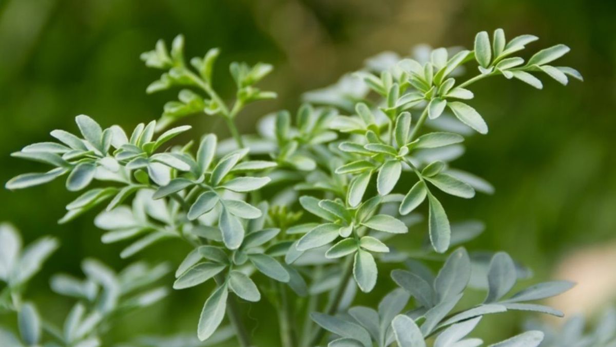 Qué significa tener una RUDA a la derecha de tu casa