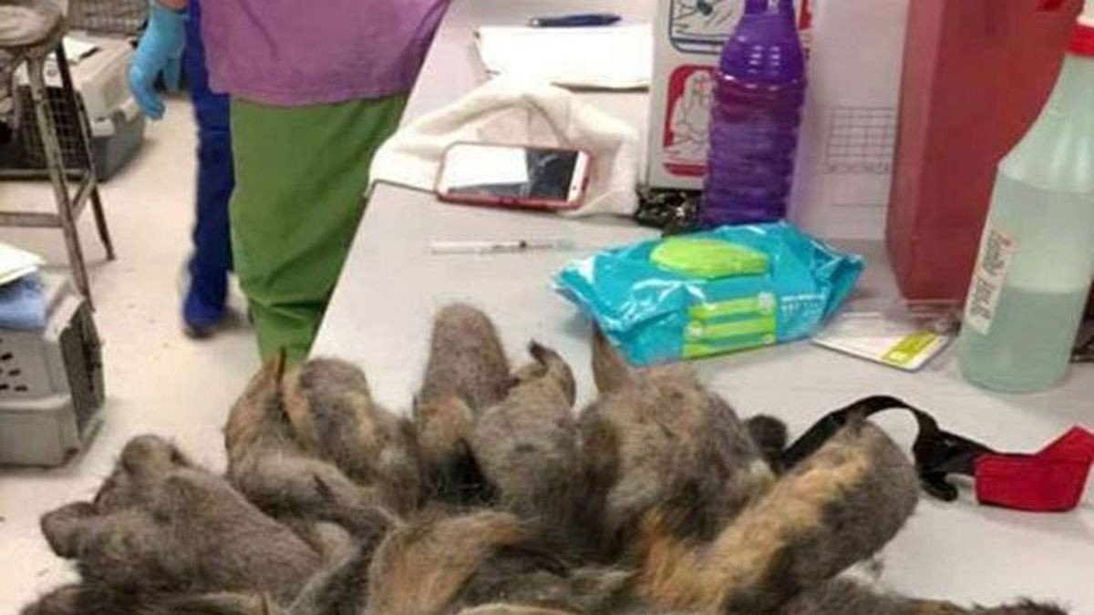 La triste historia detrás de Hidey, el gato rastafari abandonado