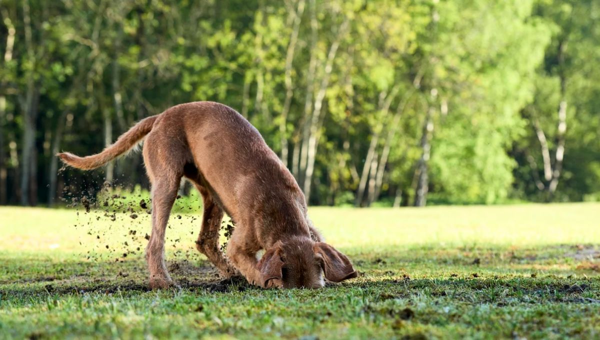 Qué significa que tu perro haga pozos en el jardín y cómo prevenir este ...
