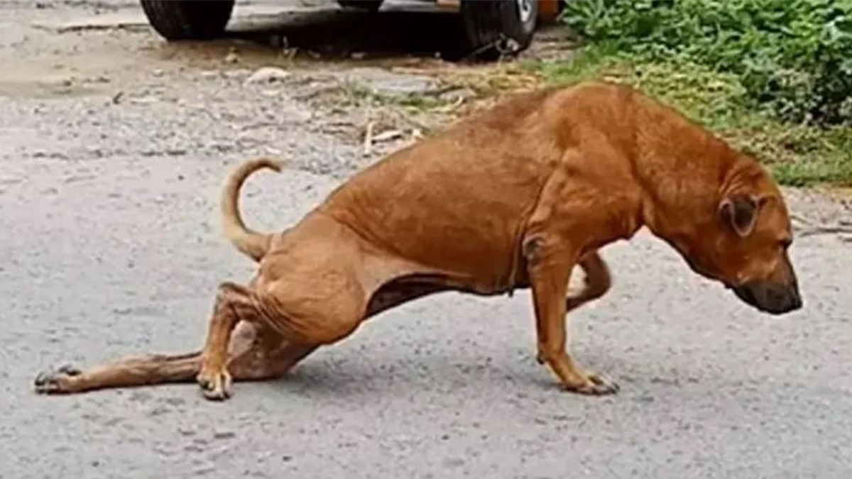 Un perro simula ser un lisiado para recibir amor y comida