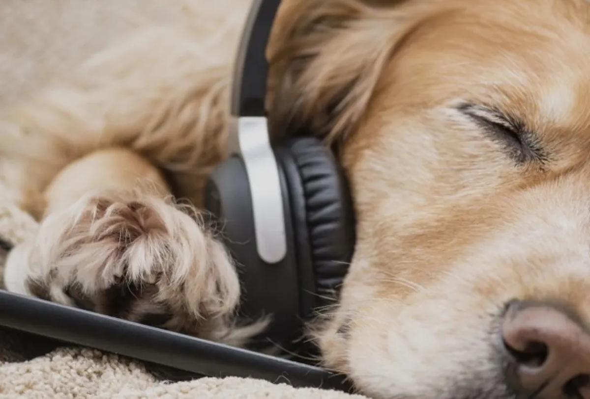La música que tiene sorprendentes beneficios para los perros, según la ...