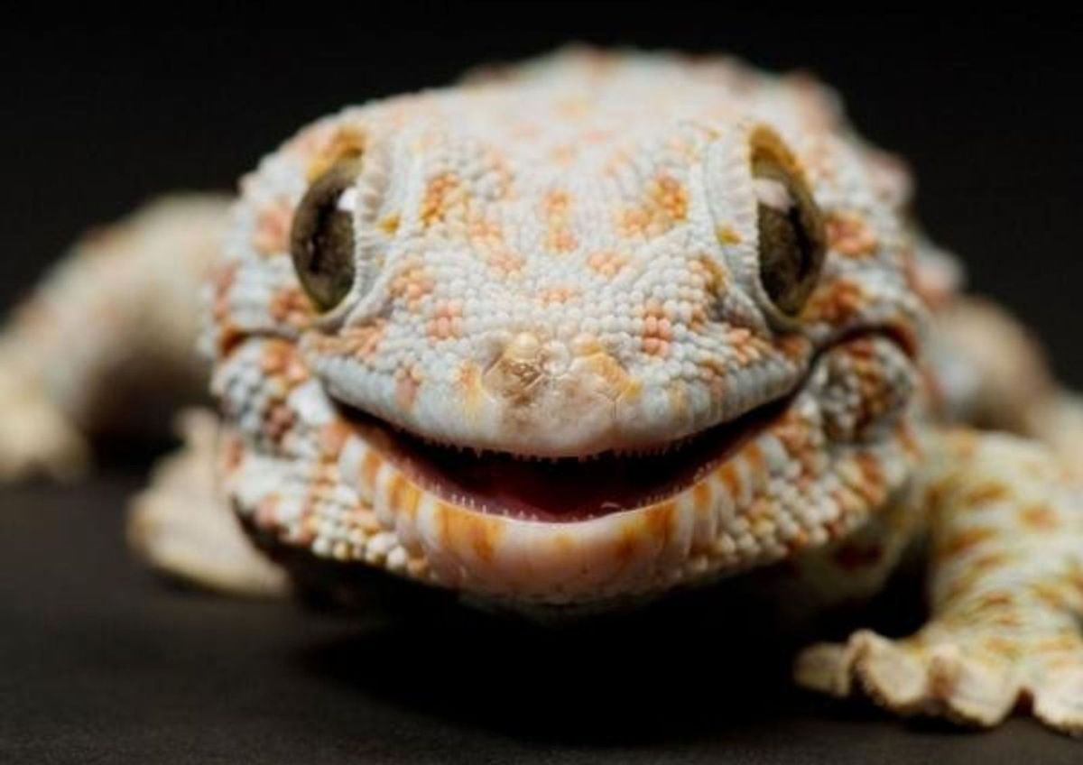 Qué se debe hacer si aparece una lagartija en casa y qué significa la ...