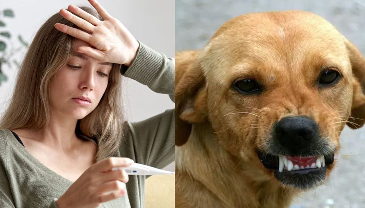 Qué ocurre si una persona se infecta con rabia: estos son los síntomas