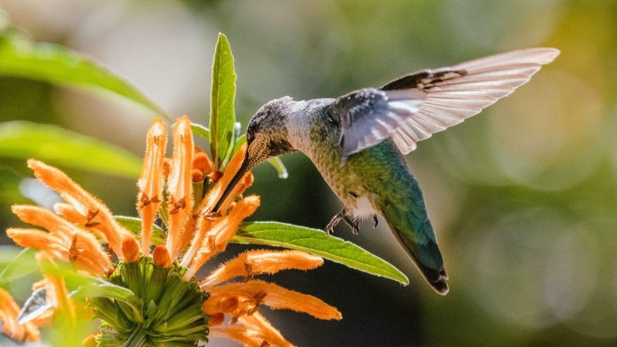 Las 3 bellas plantas que necesitas en tu jardín para que te visiten los ...