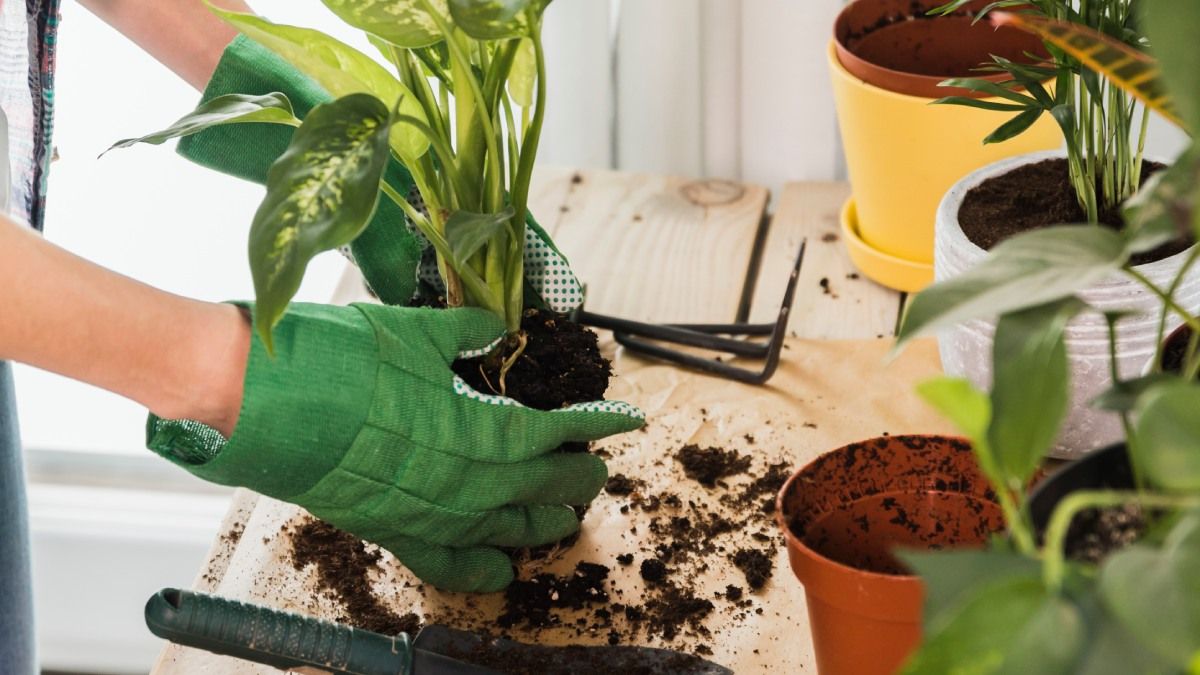 Plantas: ¿se puede trasplantar en invierno?