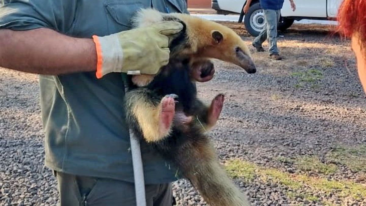 El osito melero encontrado en Santa Rosa llegó perfecto a Corrientes ...