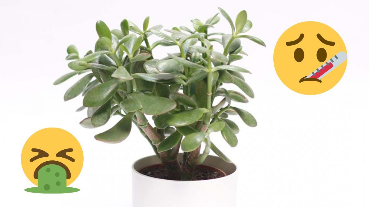 Así podrás recuperar tu árbol de Jade enfermo